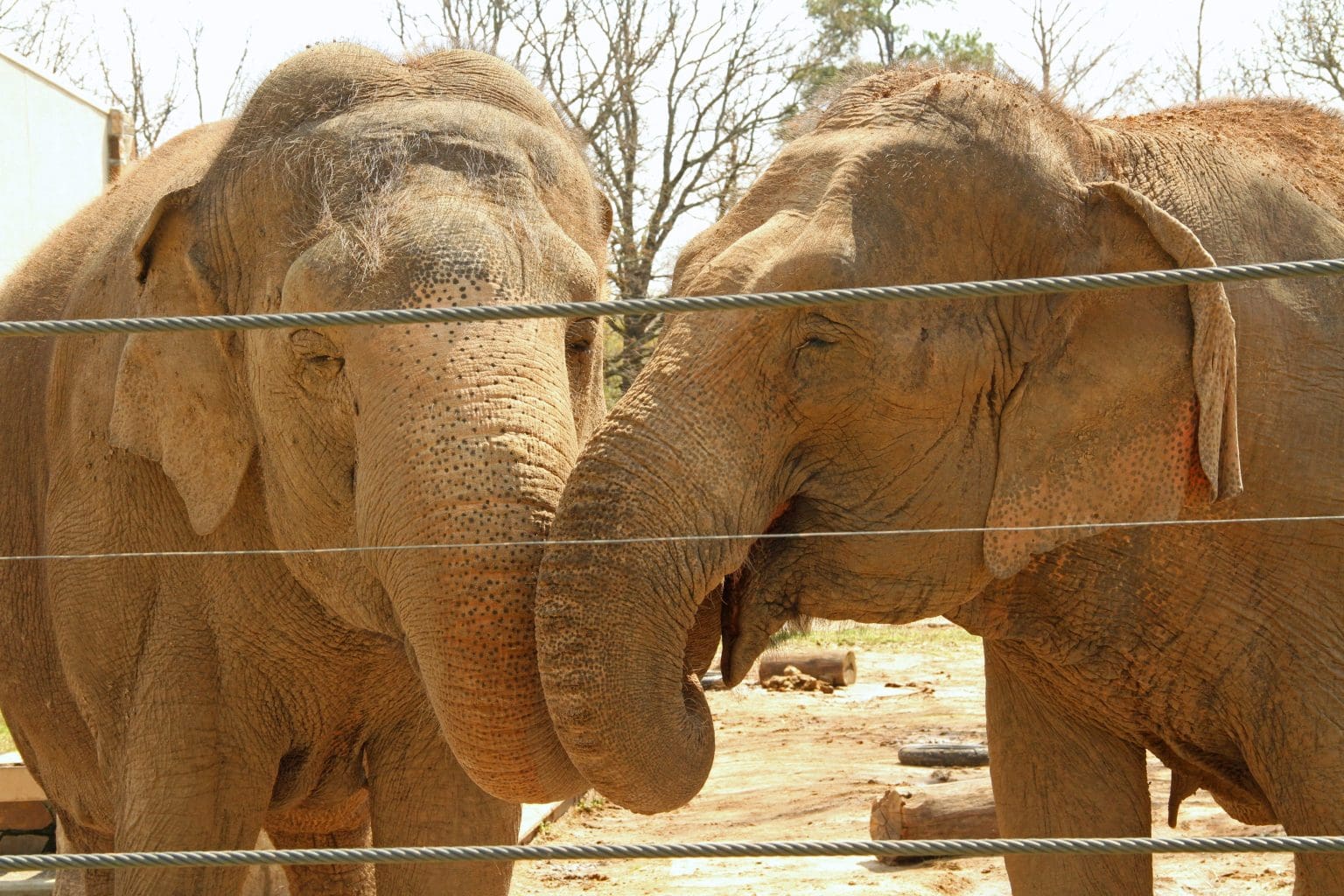 A Legacy of Giants – Little Rock Zoo