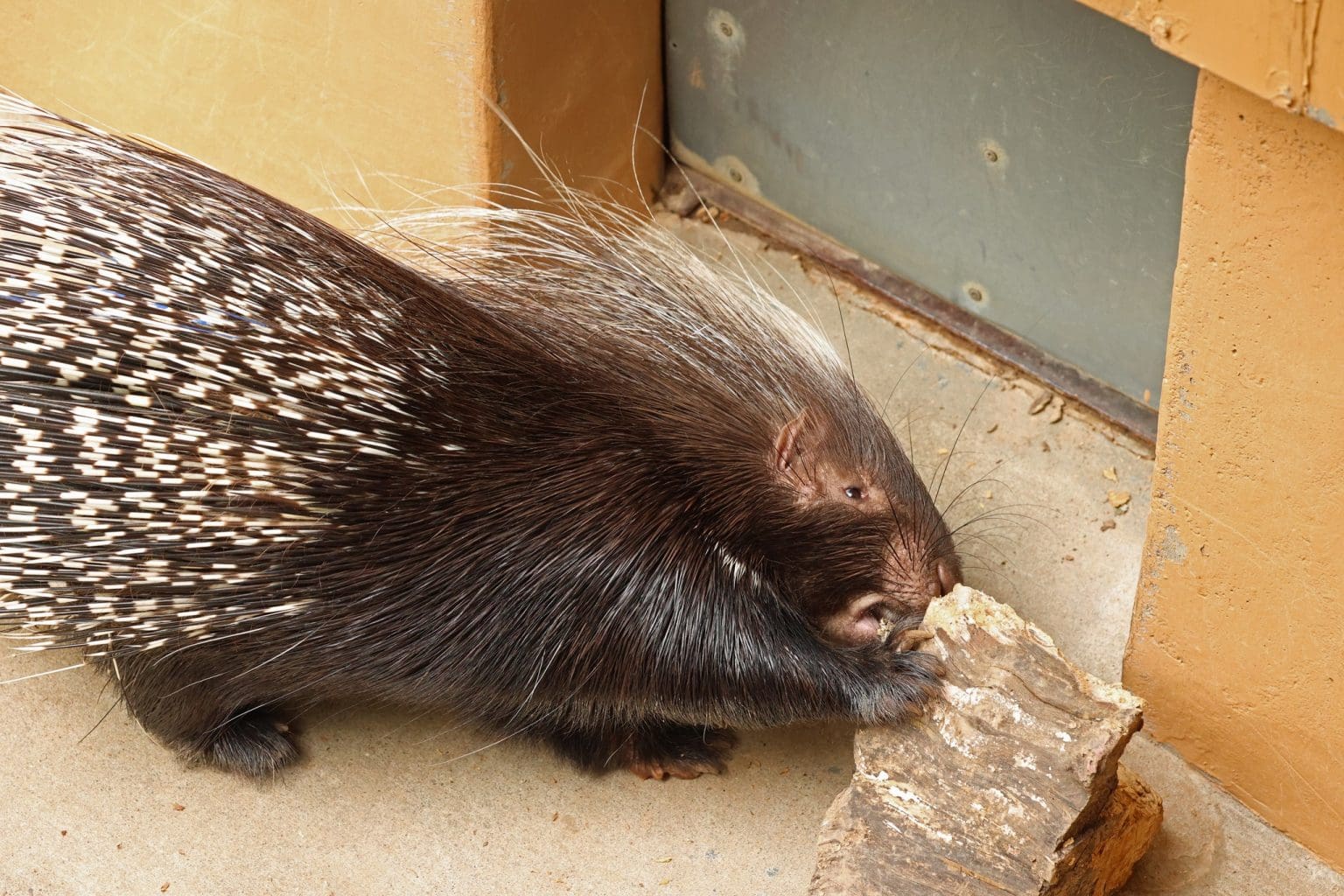 Rodents – Little Rock Zoo