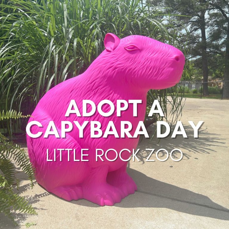 Adopt a Capybara Day – Little Rock Zoo