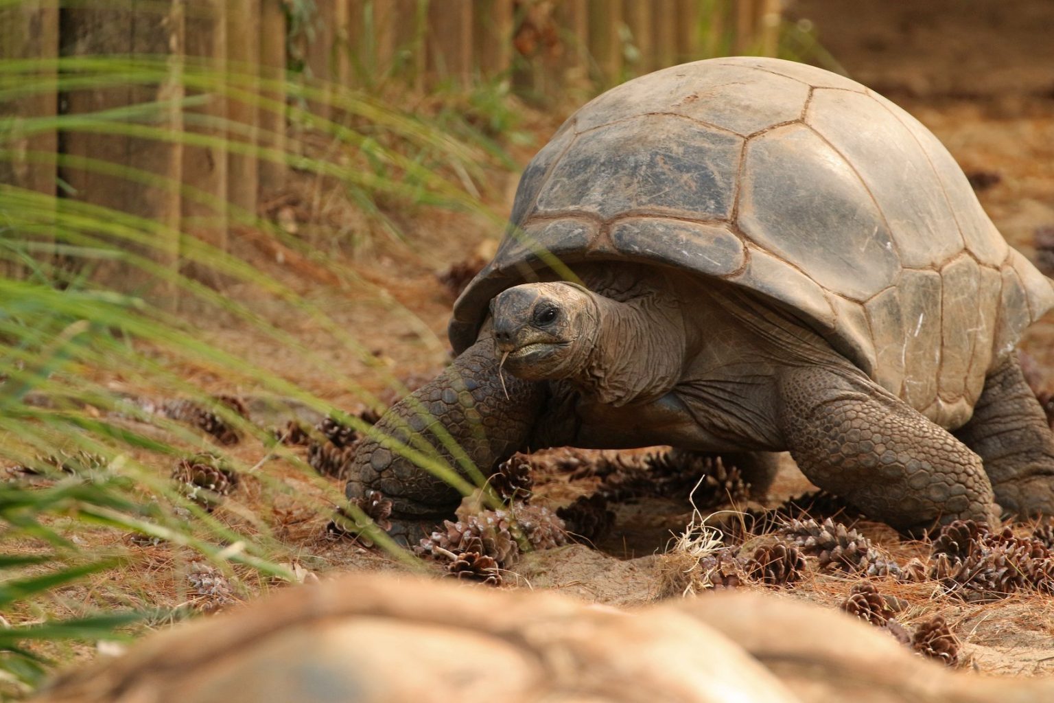 Project Zoo: Wildly Reimagined – Little Rock Zoo